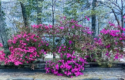 Snowbirds' Delight: Spacious Skies Campgrounds Unveils Spring Bloom ...